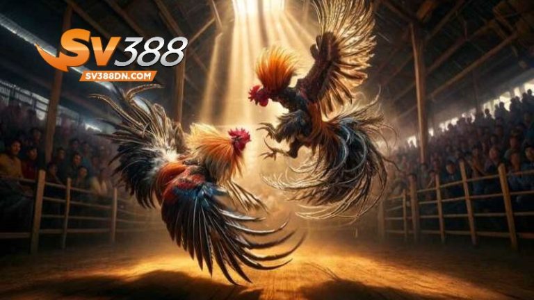 SV388 - Trang Đăng Nhập Nhà Cái SV 388 Đá Gà Đẳng Cấp