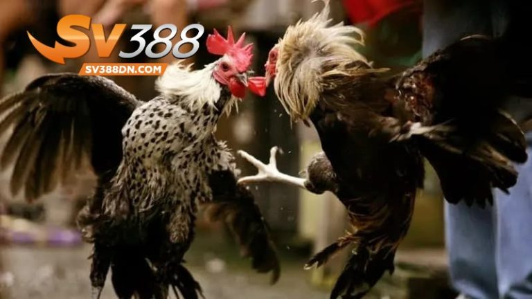 SV388 - Trang Đăng Nhập Nhà Cái SV 388 Đá Gà Đẳng Cấp