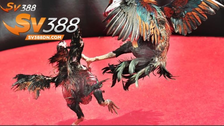 SV388 - Trang Đăng Nhập Nhà Cái SV 388 Đá Gà Đẳng Cấp